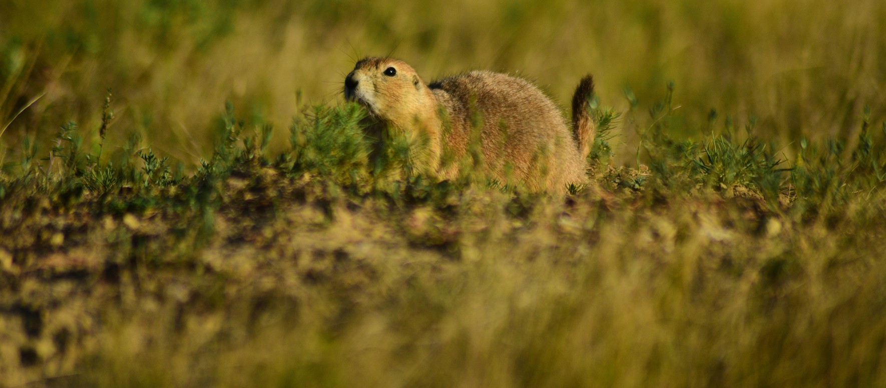 Bryce Canyon National Park | Prairie Dog Habitat Restoration - American ...