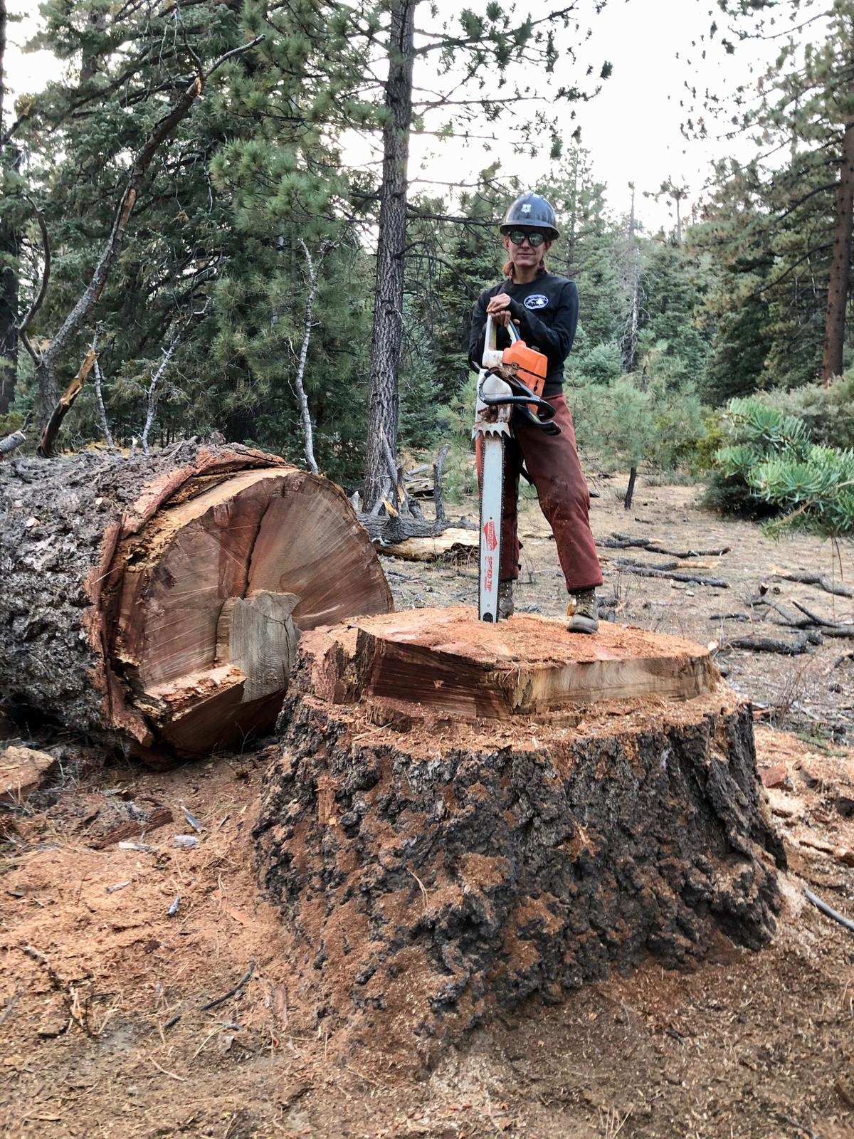 Lumberjills, Forgotten Tree Fellers - American Conservation Experience