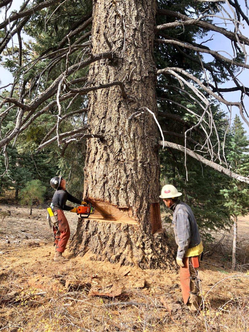 Lumberjills, Forgotten Tree Fellers - American Conservation Experience