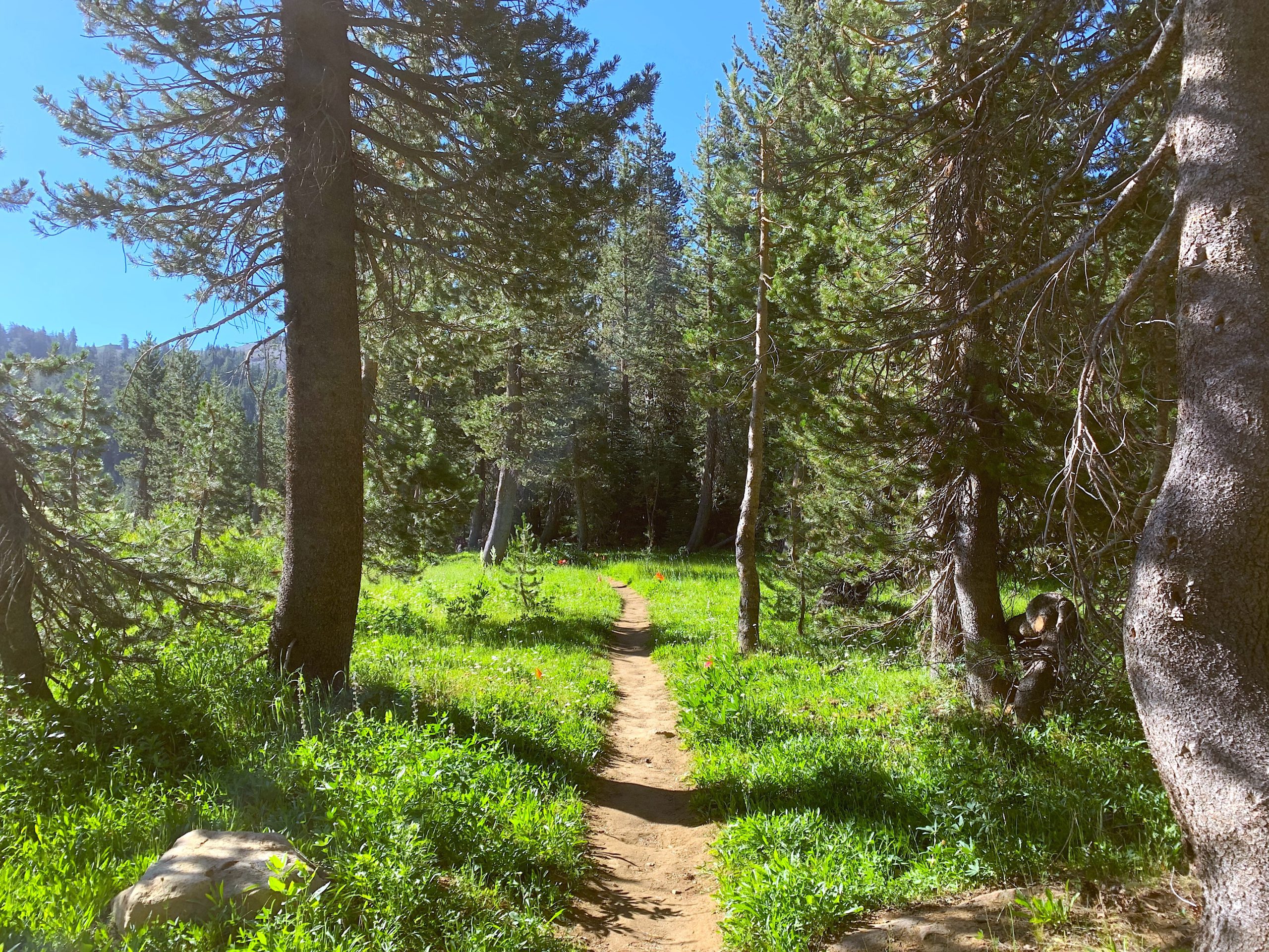 American Conservation Experience (ACE) - Environmental Service Corps