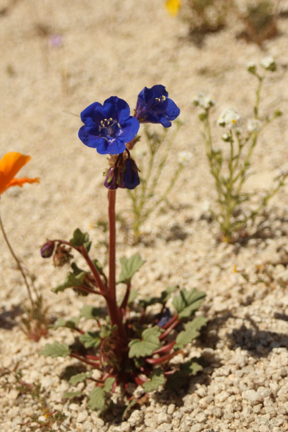 BLMFS Member : Zoe Stephens - American Conservation Experience